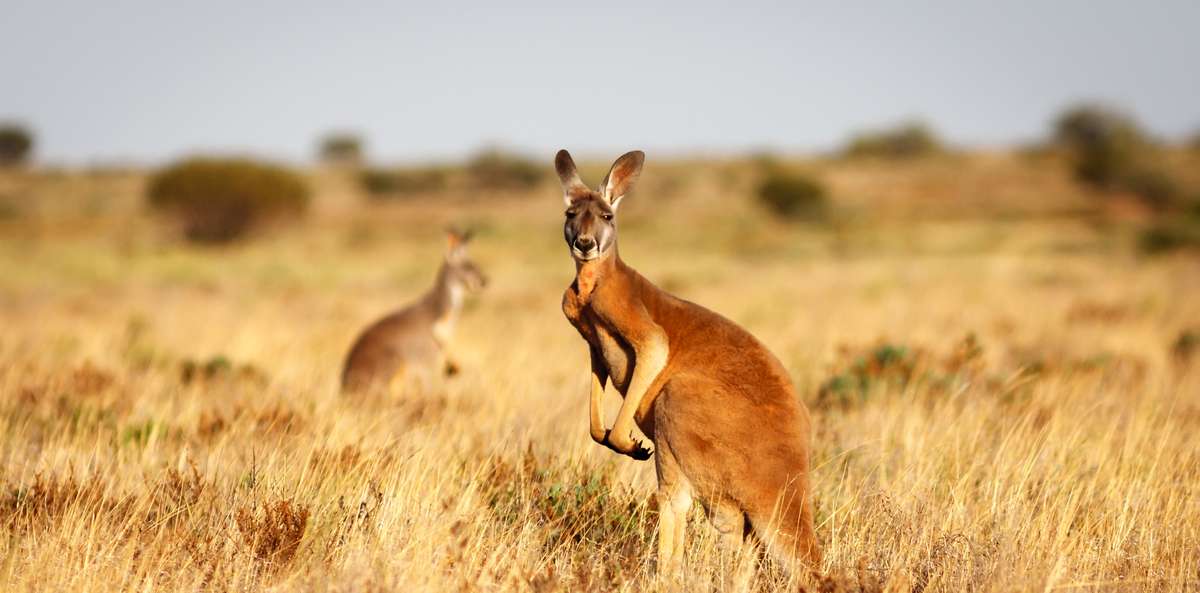 Oceania Tours & Tour Packages 2026/2027 | 360+ Multiday Tours | Bookmundi