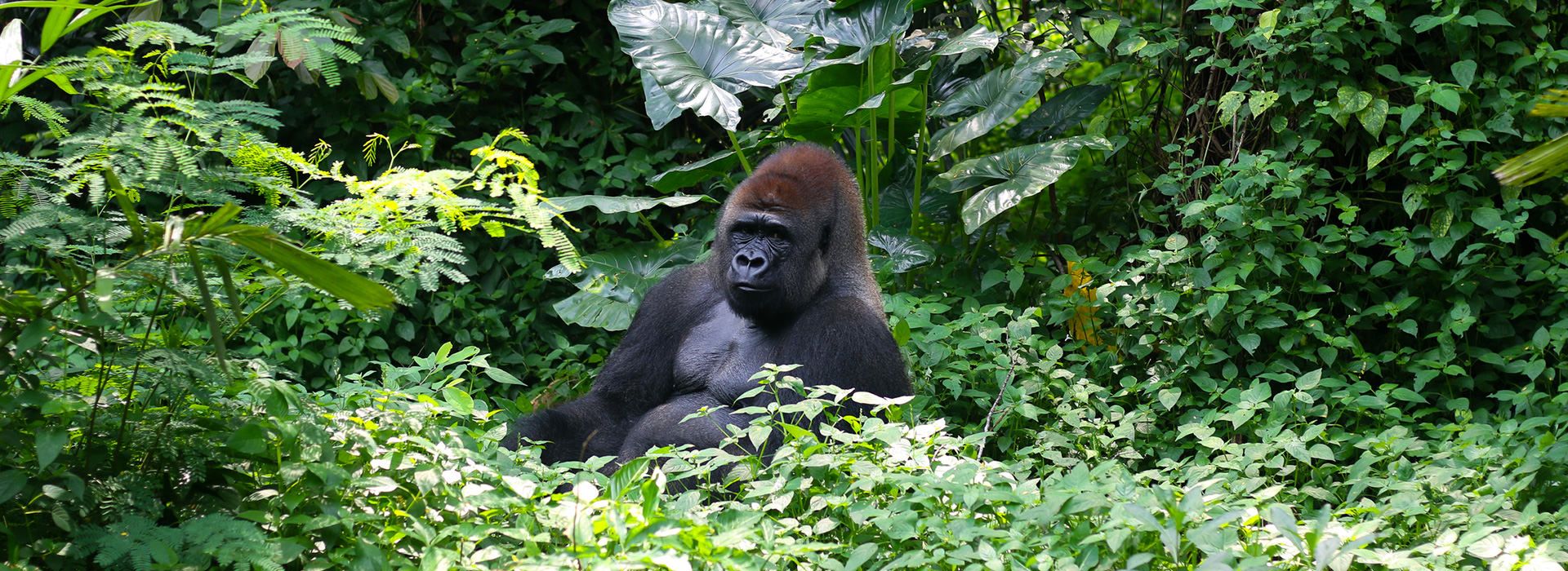 Rwanda Travel Guide – Travel Insights & Travel Itineraries| Bookmundi