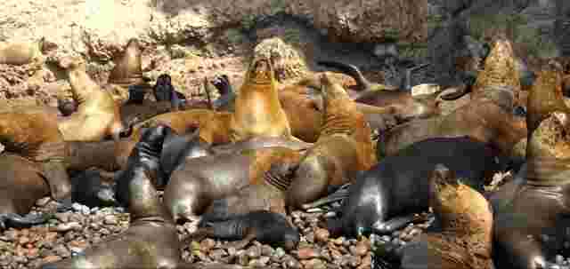 Ballestas Islands & Paracas National Reserve Day Trip (from Paracas ...