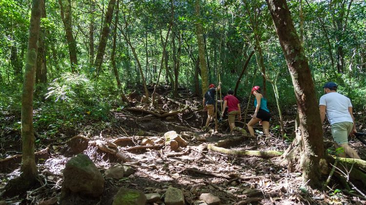 Costa Rica: Rainforest & Beach Adventure by Green World Adventures ...