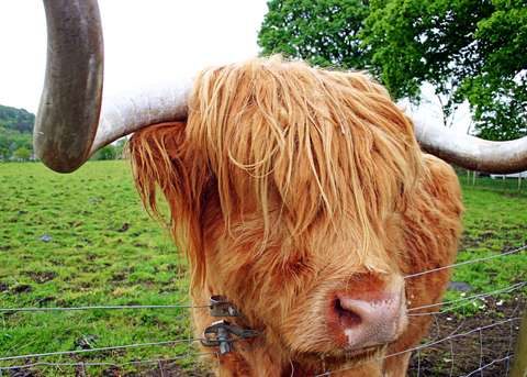 Discover Scotland Tour with 98 Reviews by Collette Tours | Bookmundi