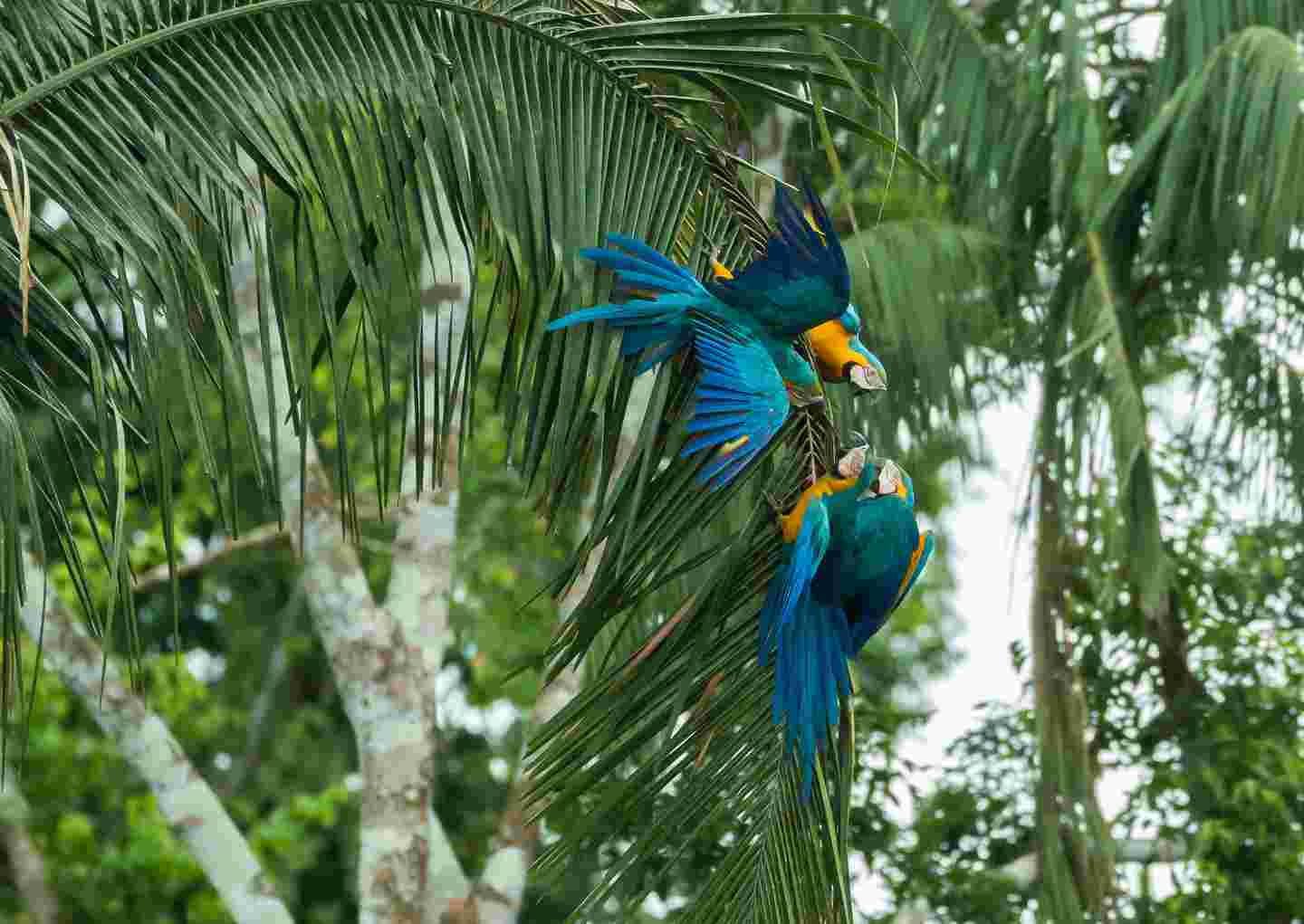 Inca Trail & the Amazon Rainforest Tour with 118 Reviews by Exodus ...